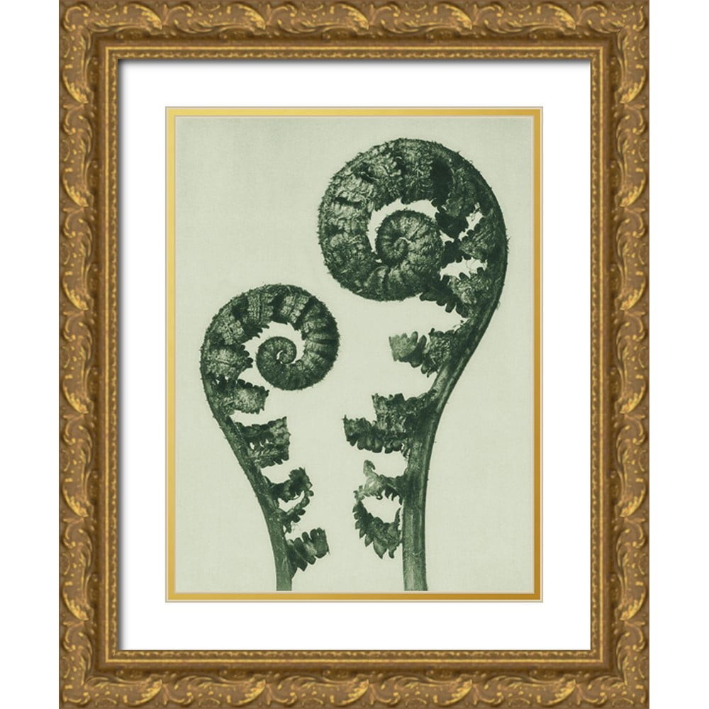 Blossfeldt, Karl 25x32 Gold Ornate Wood Framed with Double Matting ...