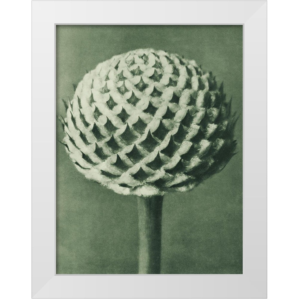 Blossfeldt, Karl 25x32 White Modern Wood Framed Museum Art Print Titled ...