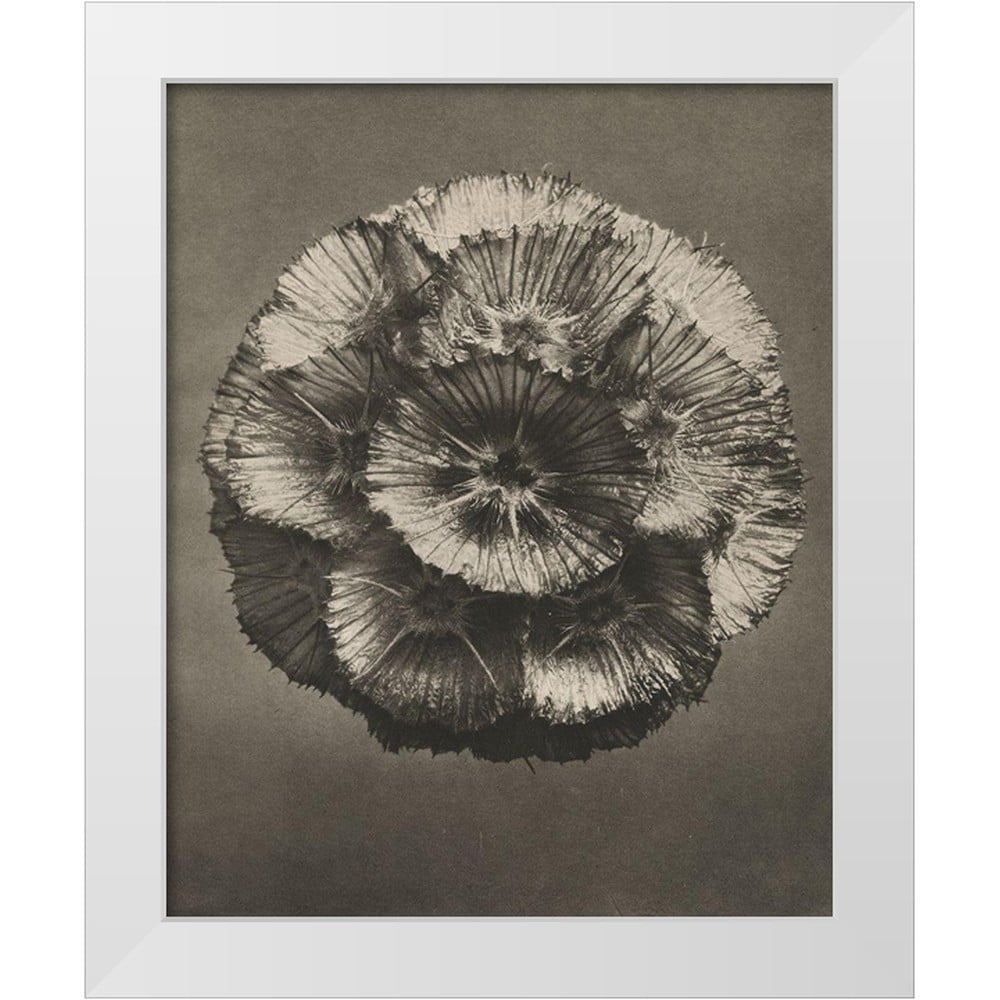 Blossfeldt, Karl 26x32 White Modern Wood Framed Museum Art Print Titled - Blossfeldt Flower III ...