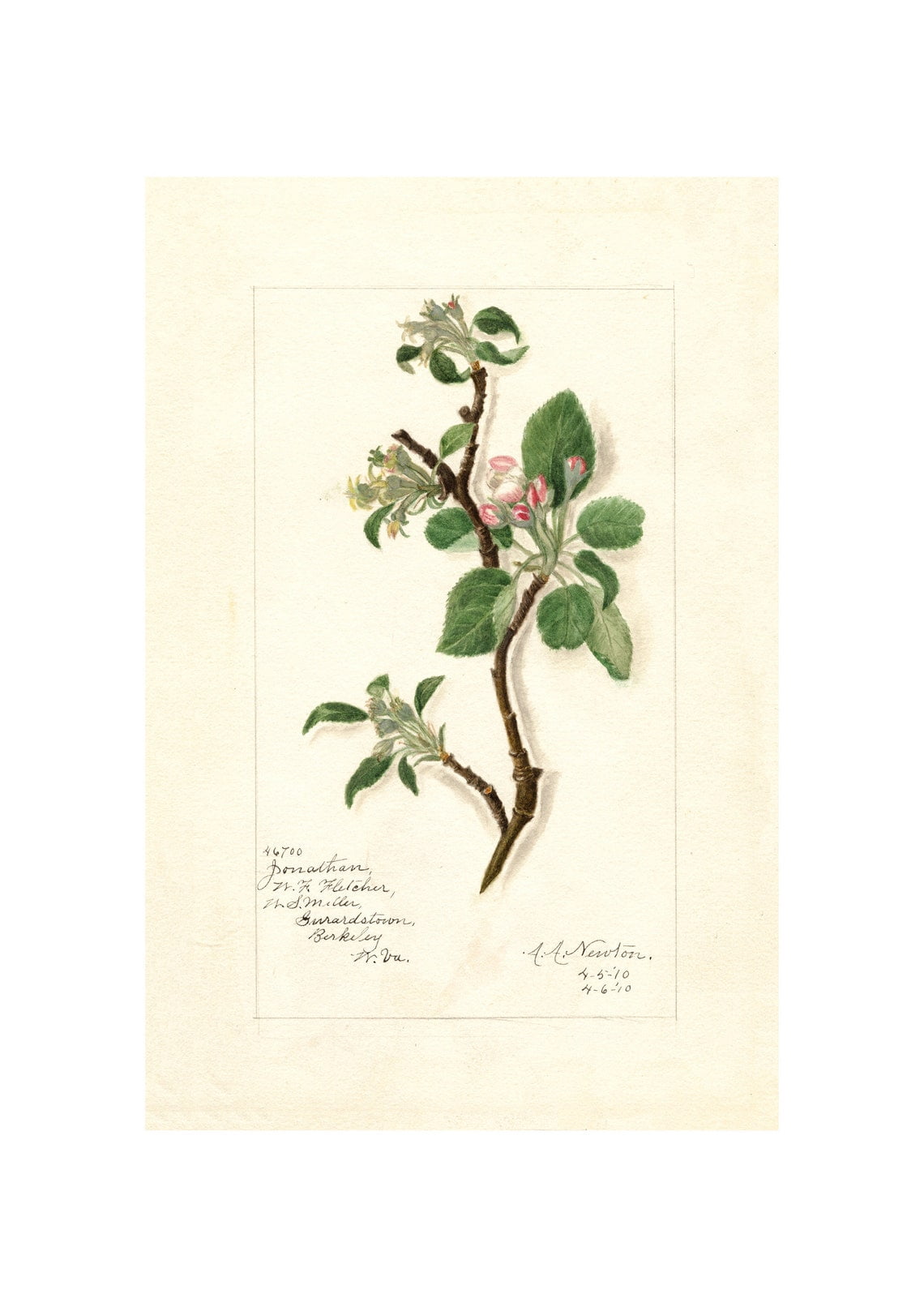 Blossoming Apple Tree Pomological Print, Unframed Paper Poster 11x14in ...