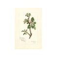 Blossoming Apple Tree Pomological Print, Unframed Paper Poster 11x14in ...