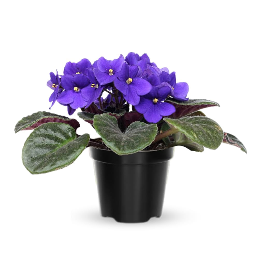 Blue African Violets Live Plants, African Violet Plant, 4 Inc Pot ...