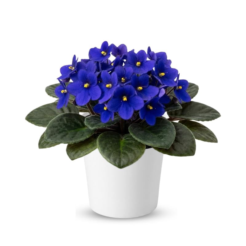 Blue African Violets Live Plants in Pots, Live African Violet Plants ...