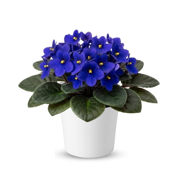 Blue African Violets Live Plants in Pots, Live African Violet Plants ...