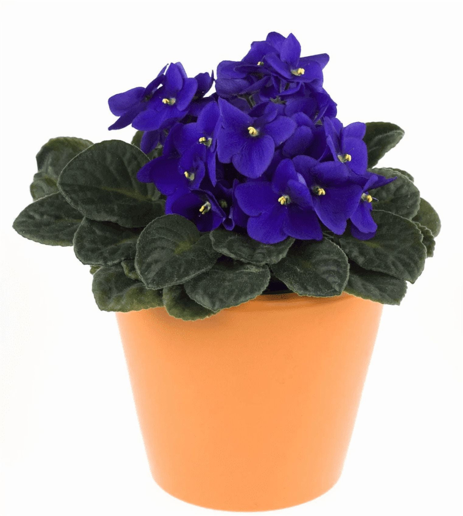 Blue African Violets Plant Live for Planting, Blue Flower Plant for ...