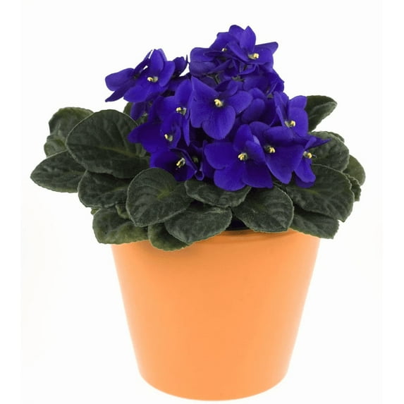 Blue African Violets Plant Live for Planting, Blue Flower Plant for ...
