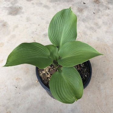 Canadian Blue Hosta Live Outdoor Garden Plant, Large Blue-Green Foliage ...