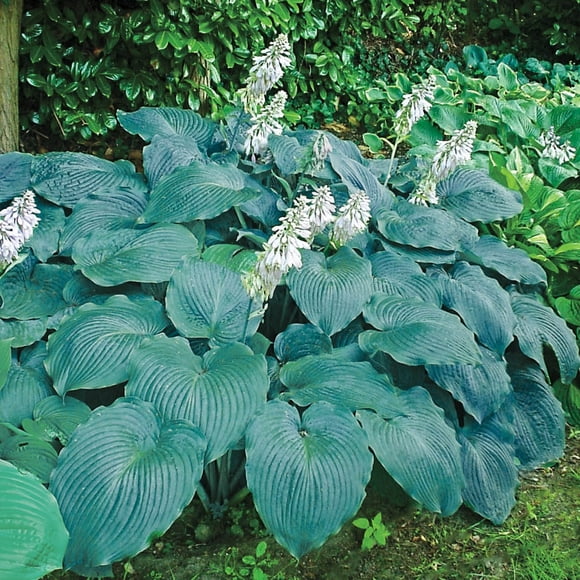Hosta Plants in Perennials - Walmart.com
