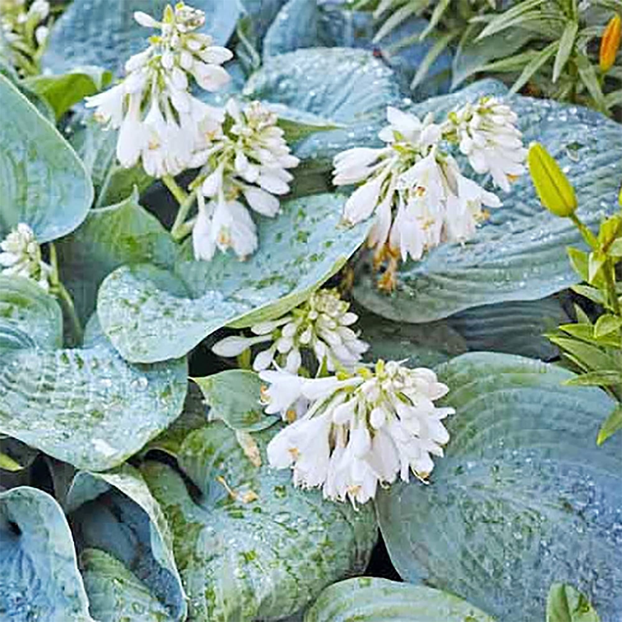 Blue Angel Plantain FEV6 Lily Seeds Perennial Lush Foliage, Tolerance ...