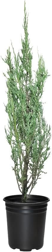 Florida Foliage Blue Arrow Juniper, Drought-Tolerant Evergreen Shrub ...