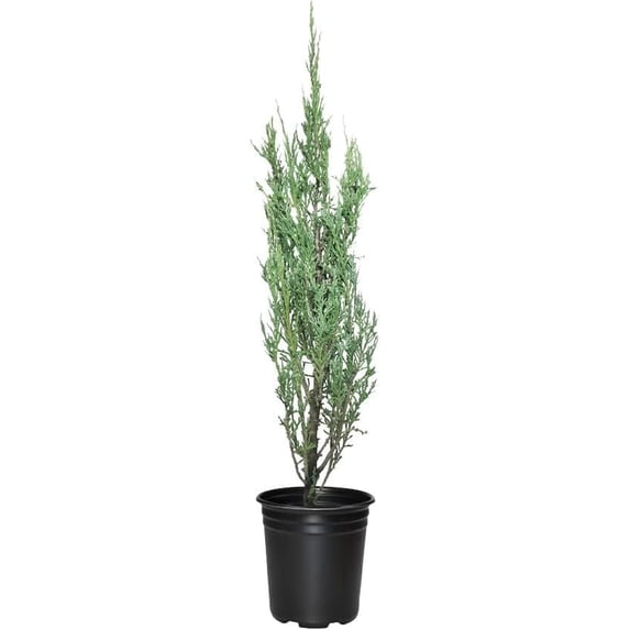 Florida Foliage Blue Arrow Juniper, Drought-Tolerant Evergreen Shrub ...