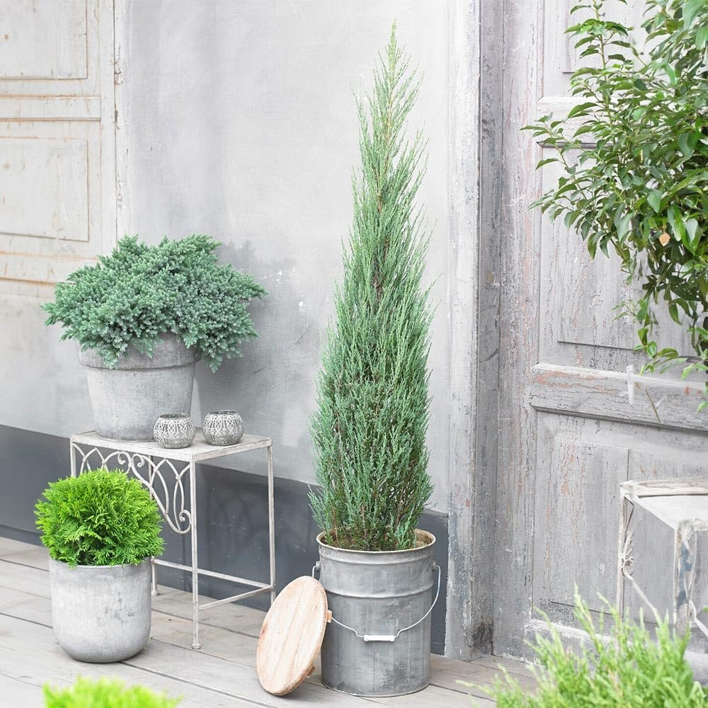 Blue Arrow Juniper 2 Extra Large 3 Gallon Plants Juniperus Scopulorum ...