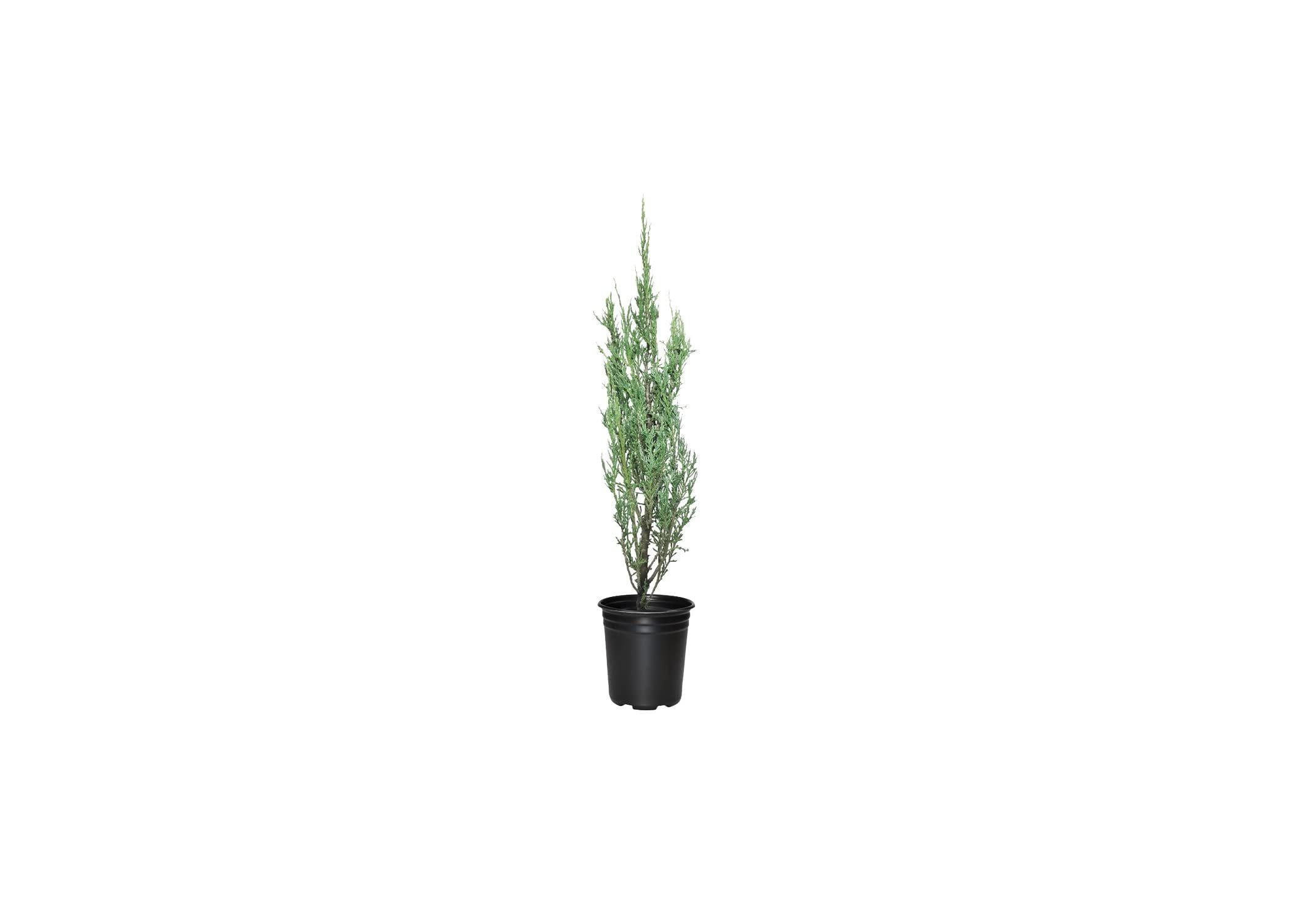 Blue Arrow Juniper 3 Live 4 Inch Pots Juniperus Scopulorum Drought ...