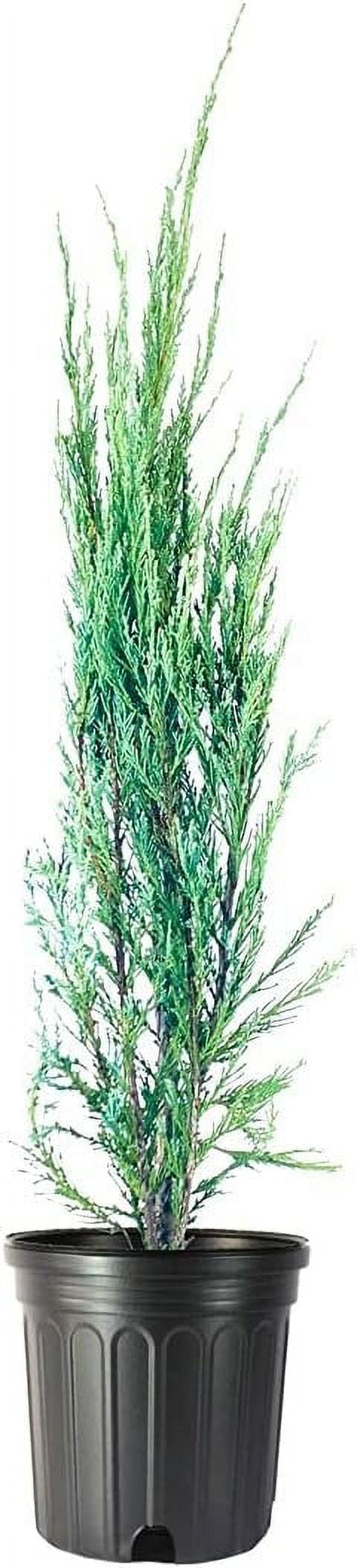 Blue Arrow Juniper - 3 Live Gallon Size Trees - Juniperus Scopulorum ...