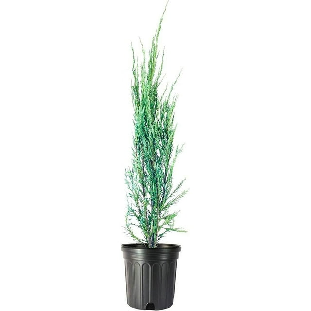 Blue Arrow Juniper - 3 Live Gallon Size Trees - Juniperus Scopulorum ...