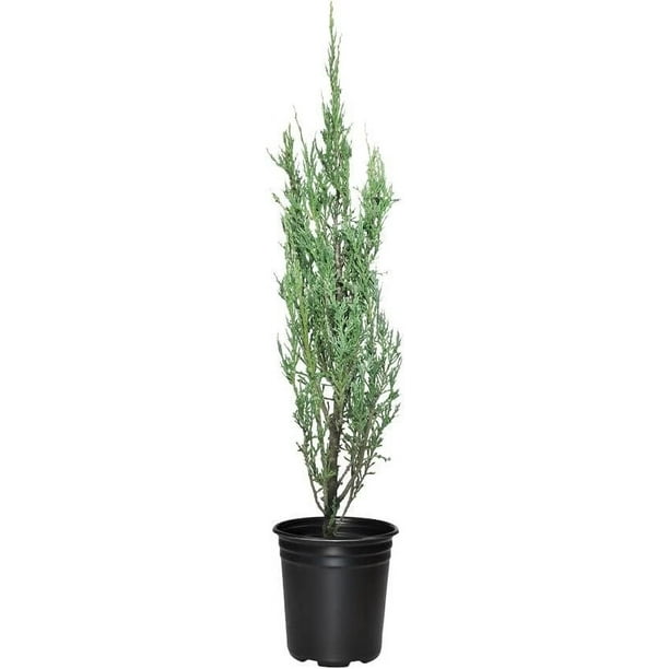 Blue Arrow Juniper 5 Live 4 Inch Pots Juniperus Scopulorum Drought ...