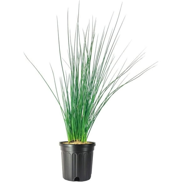 Blue Arrow Juncus