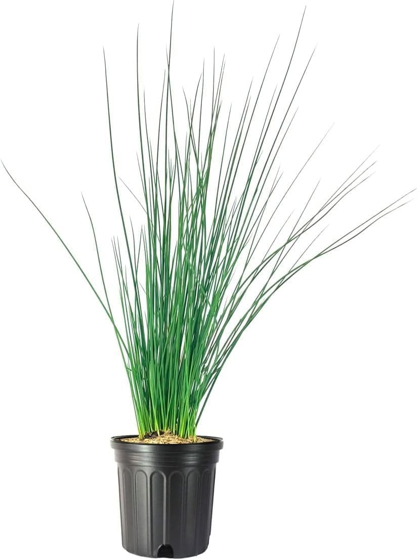 Blue Arrows Rush Grass 2 Live Gallon Size Plants Juncus Inflexus ...