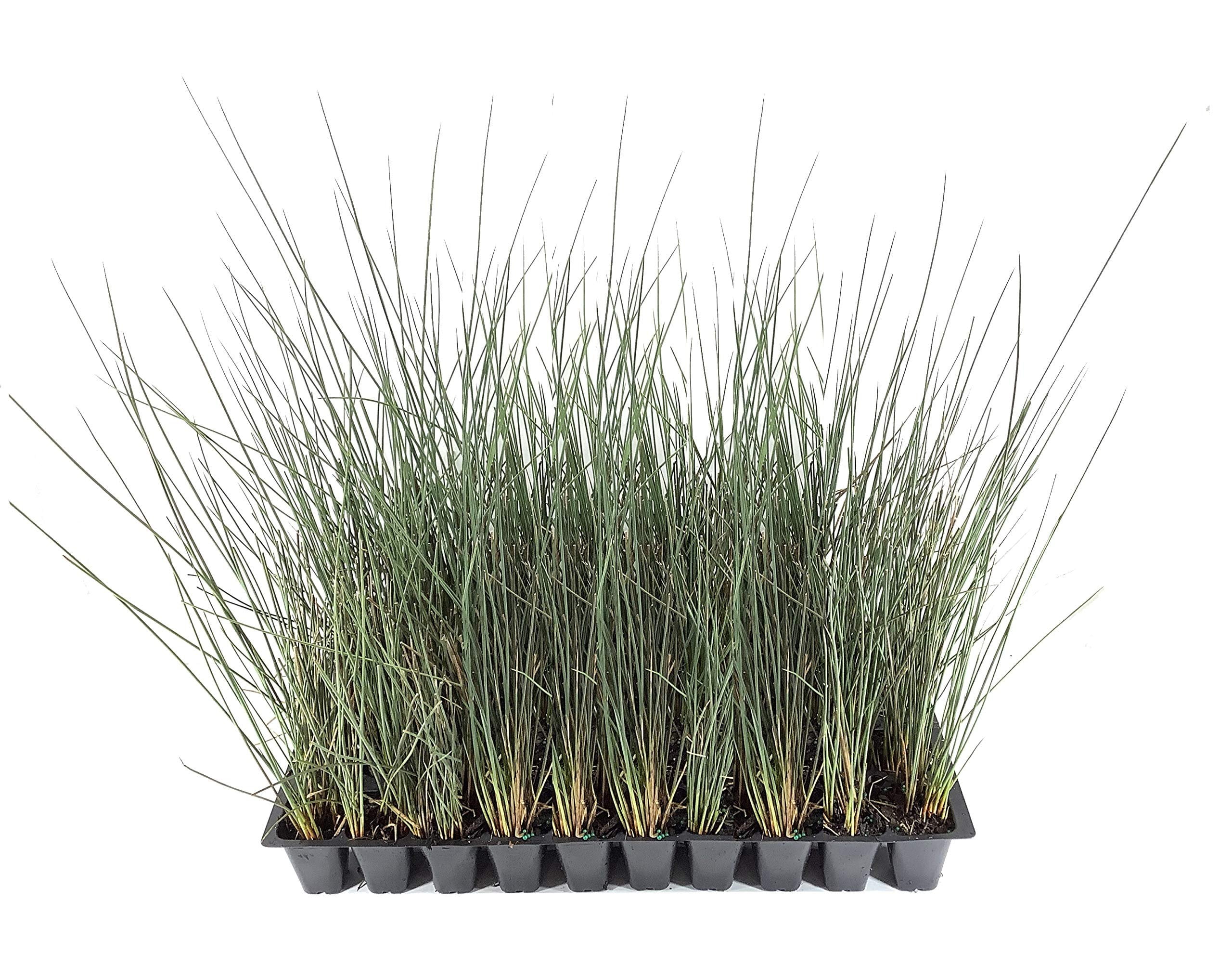 Blue Arrows Rush Grass - Juncus Inflexus - 10 Live Plants - Drought ...