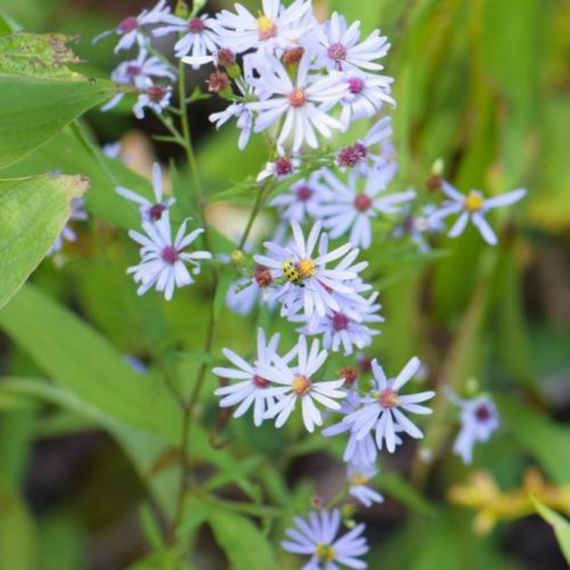 Blue Aster Woods Live Plant, Aster Woods, Perennial Tree for Outdoor ...