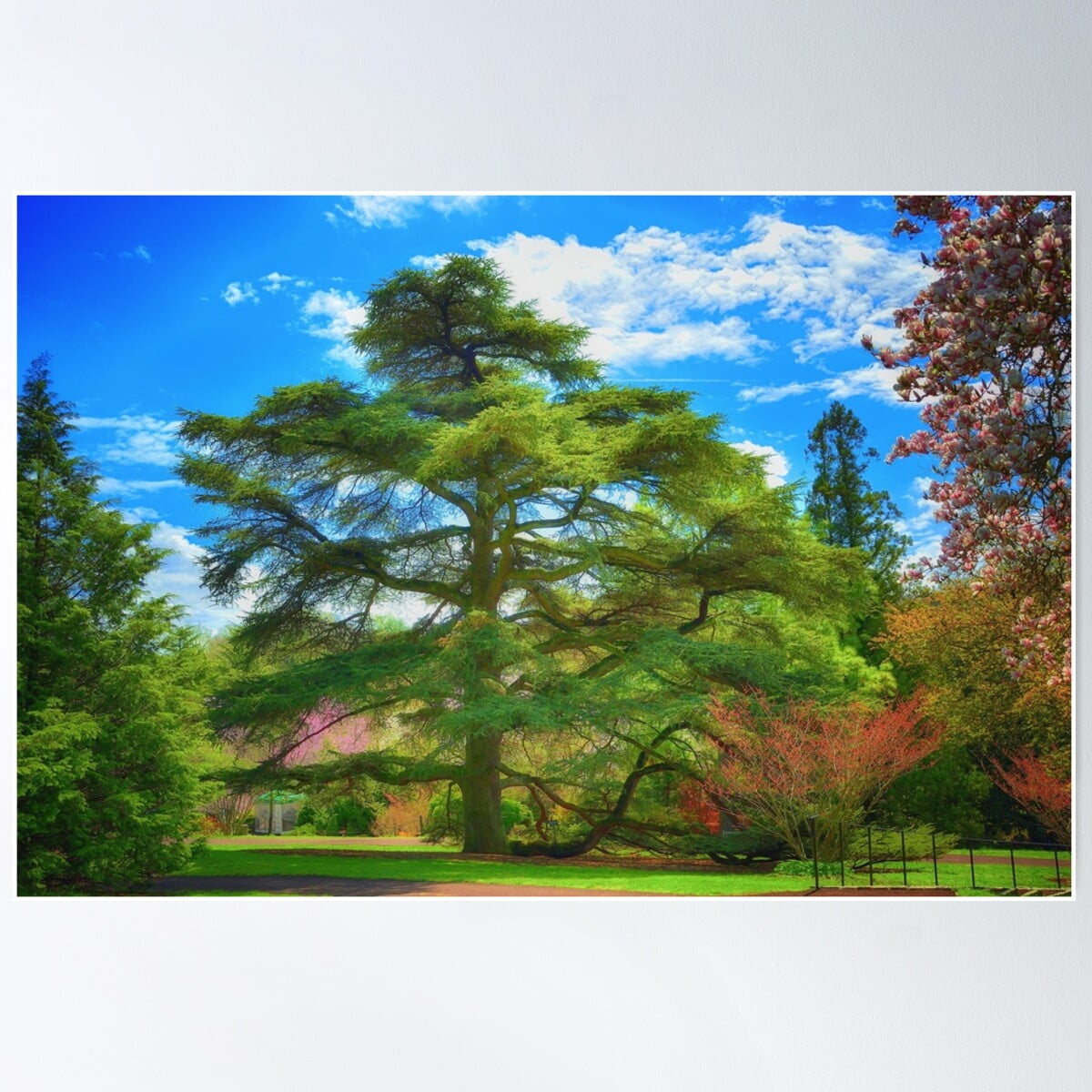 Blue Atlas Cedar Tree Poster Wall Art, Modern Wall Decor For Living ...