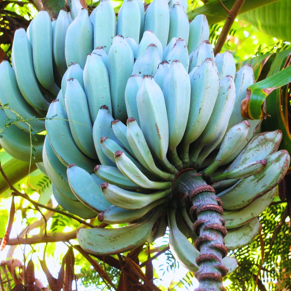Blue Banana Plant Live, Ice Cream Banana Fruit Tree, Outdoor Growing 5 ...