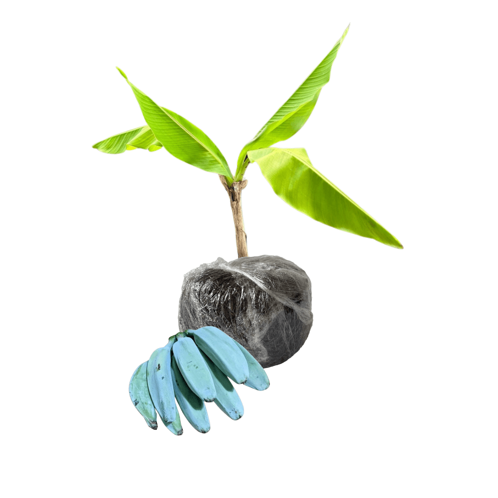 Blue Banana Tree, Ice Cream Banana Plant, Hardy Banana 4 to 7 Inch Tall ...