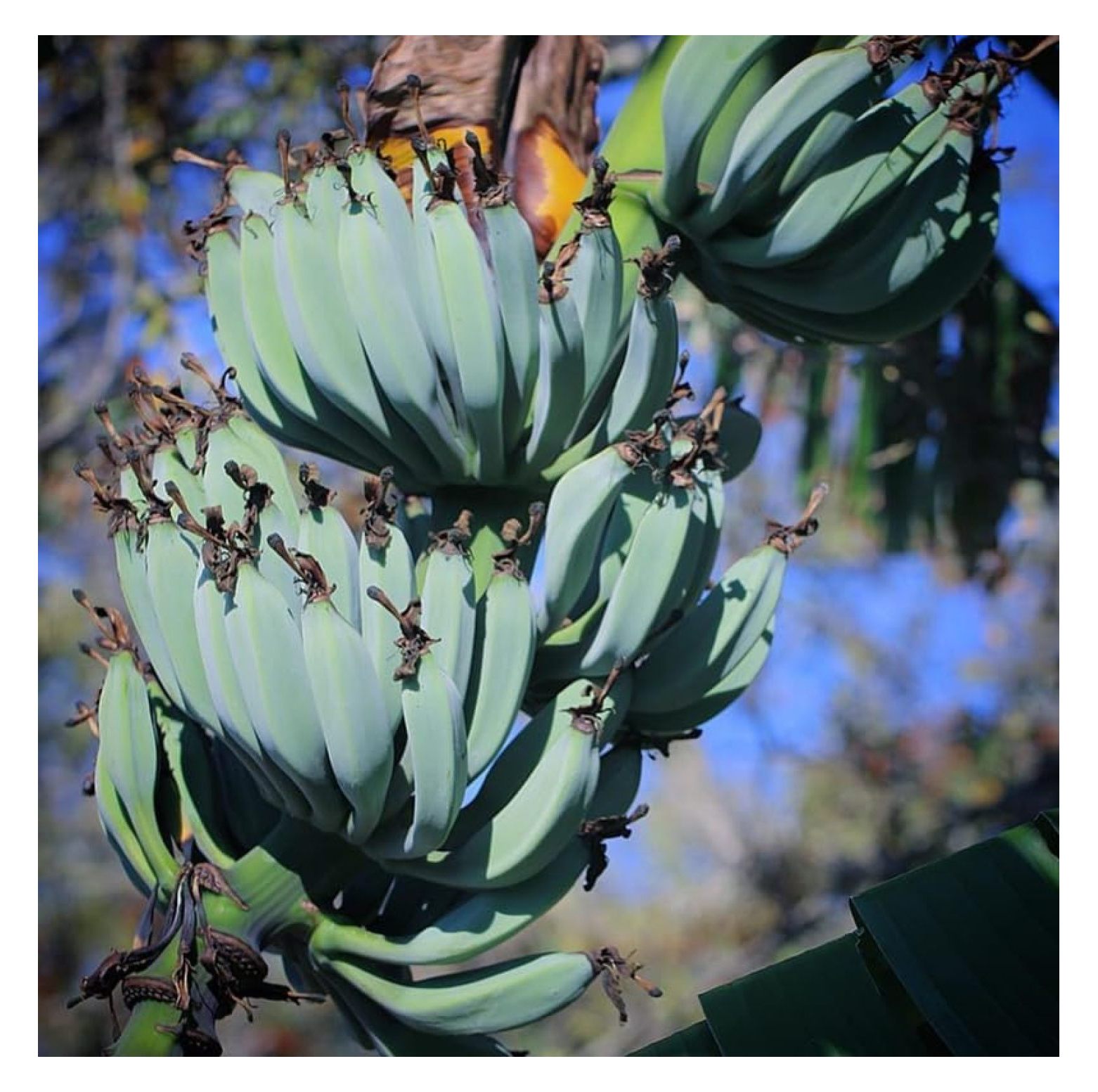 Blue Banana Tree Live Plant, Hardy Banana Tree, Live Ice Cream Banana ...