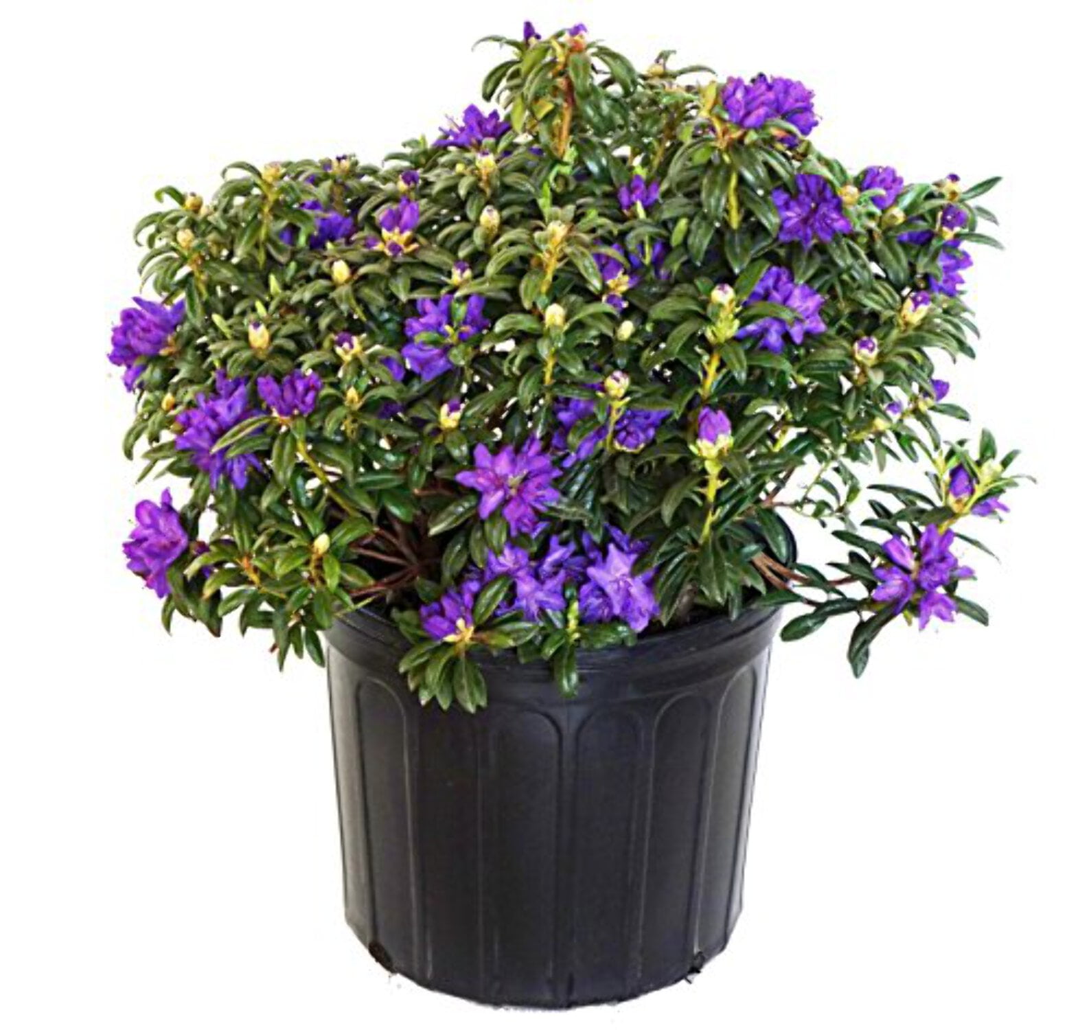 Blue Baron Rhododendron - Walmart.com