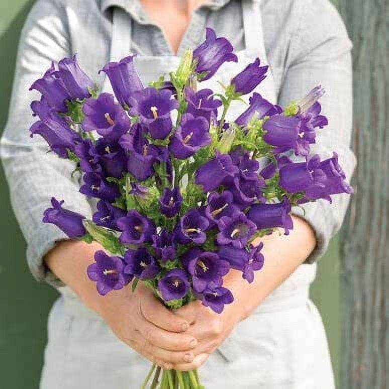 CZ Grain Campanula 50 Blue Bellflower Seed, Colorful Flowers - Walmart.com