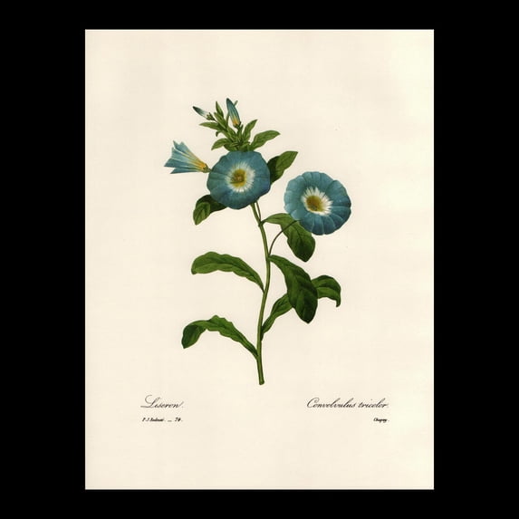 Blue Bindweed Redoute Botanical Print, Unframed Paper Poster 11x14in ...