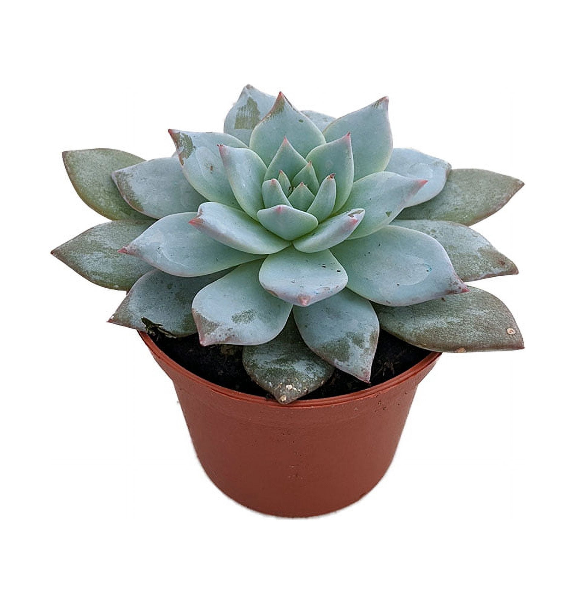 Blue Bird Succulent Plant - Echeveria - 2.5" Pot - Walmart.com
