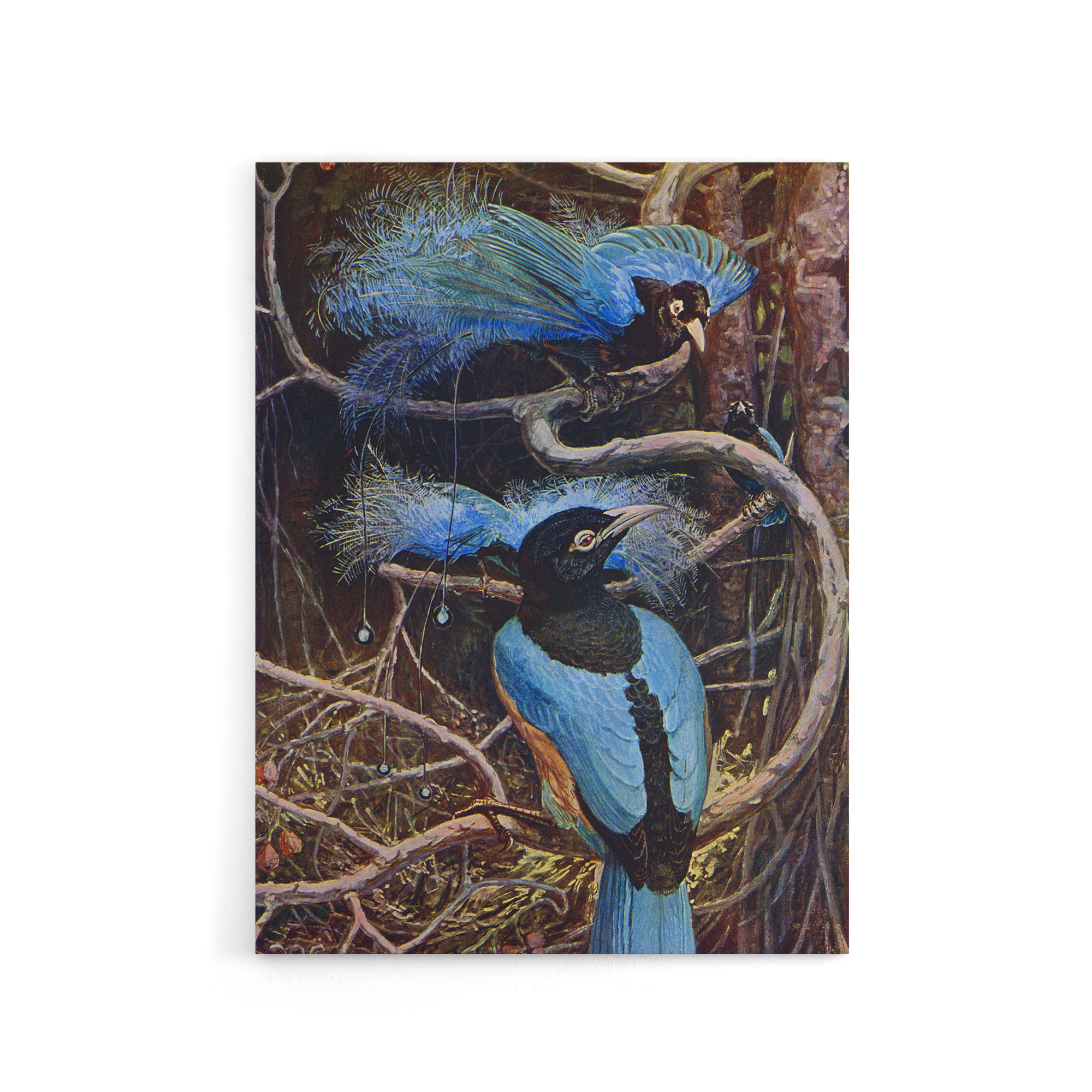 Blue Bird of Paradise Sir Henry Johnston Vintage Canvas Wall Art 18X24 ...