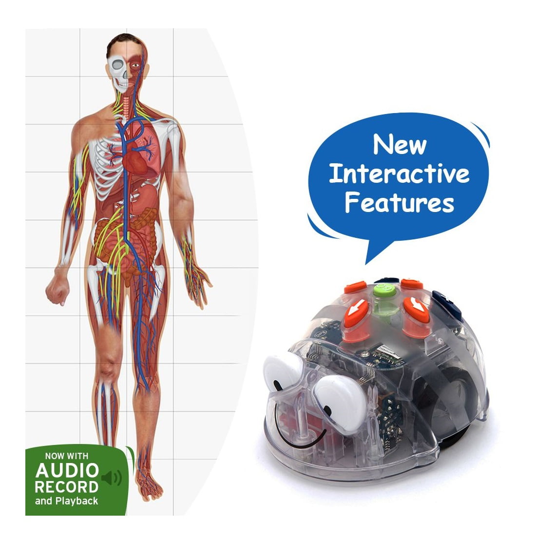 Blue-Bot Bluetooth Programmable Floor Robot with Human Body Mat - for ...