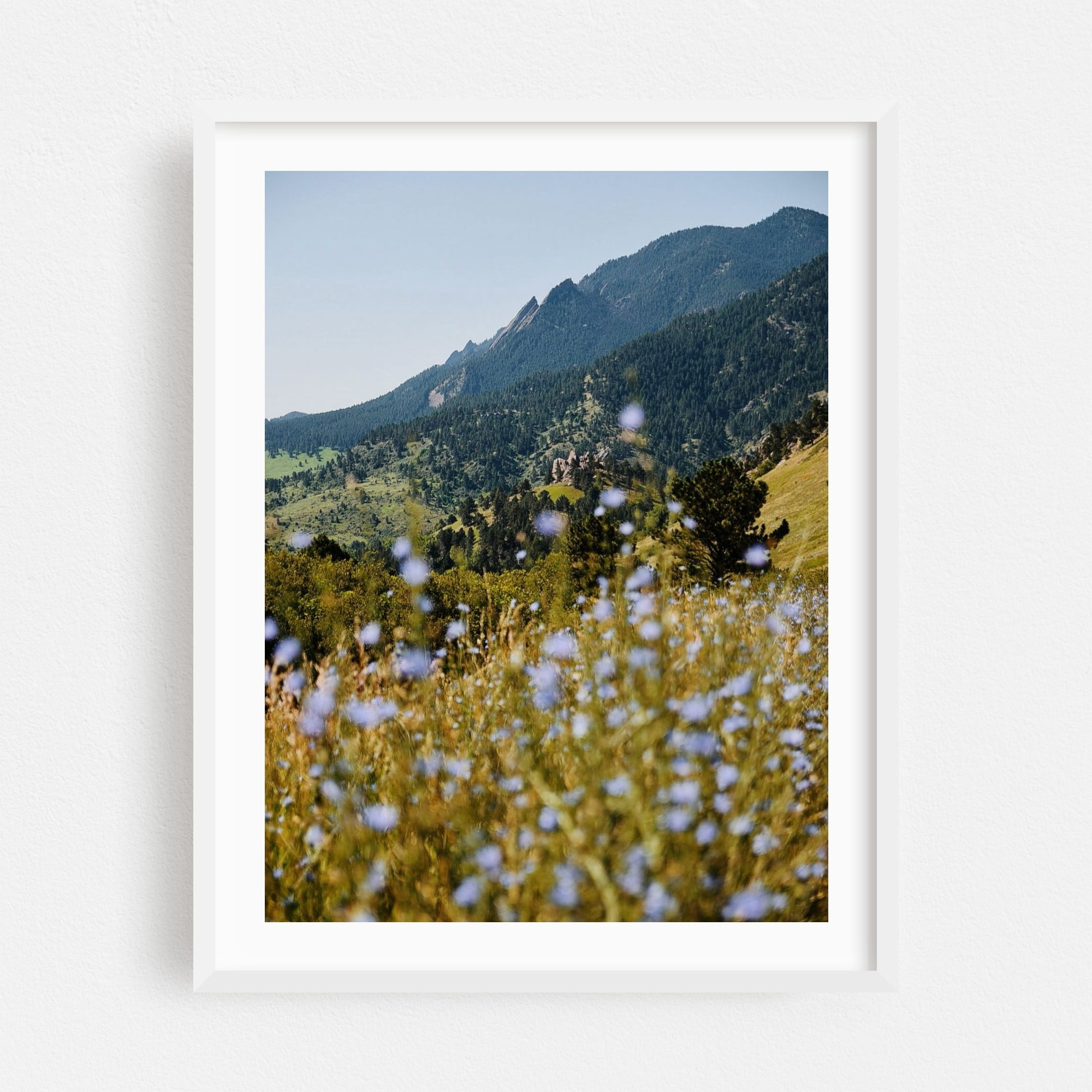 Blue Boulder Blooms - Boulder Colorado Photography Mountain Nature ...