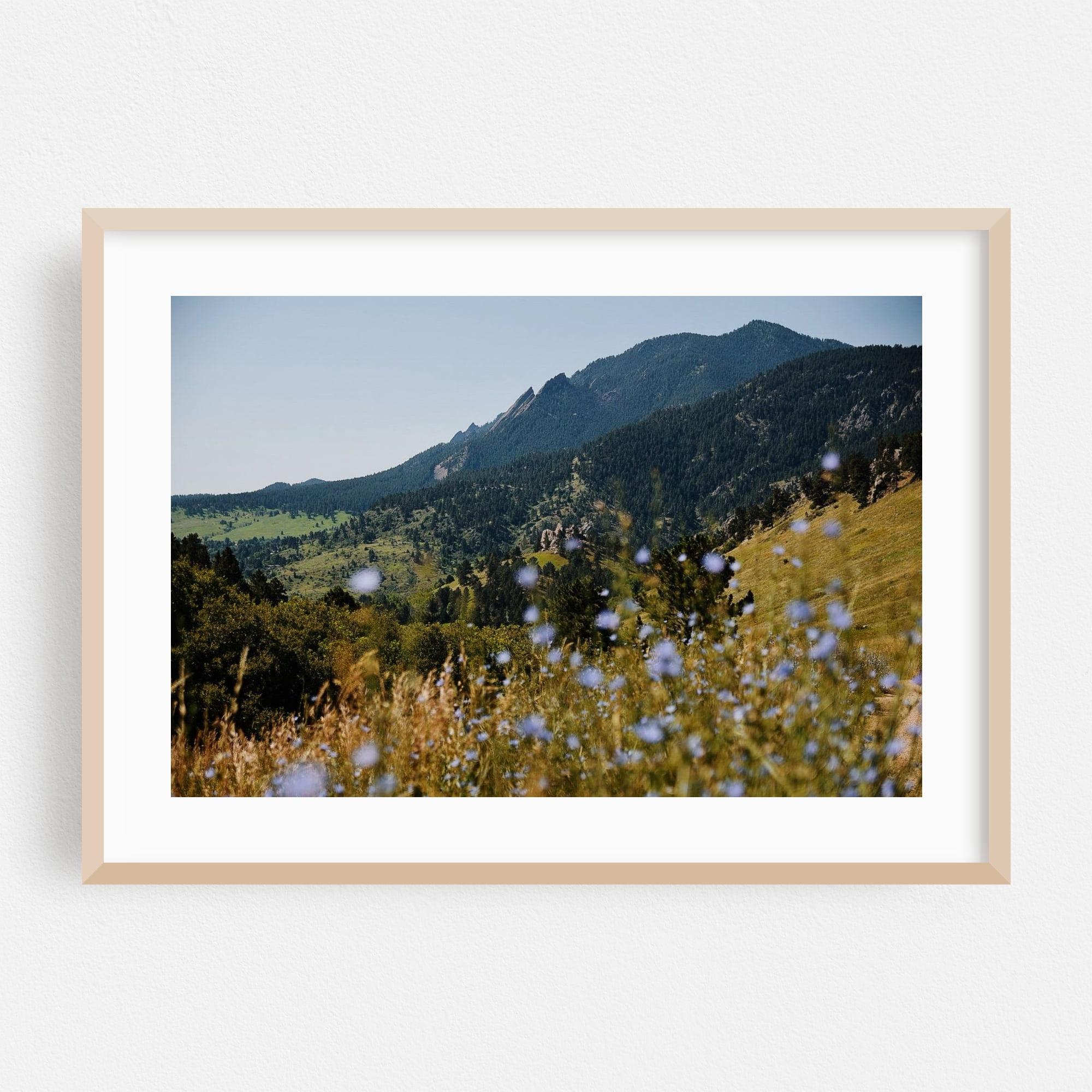 Blue Boulder Blooms II - Boulder Colorado Photography Mountain Nature ...