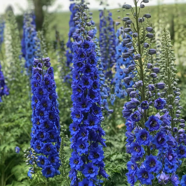 Blue Buccaneers Delphinium Dormant Bare Root Flowering Perennial ...