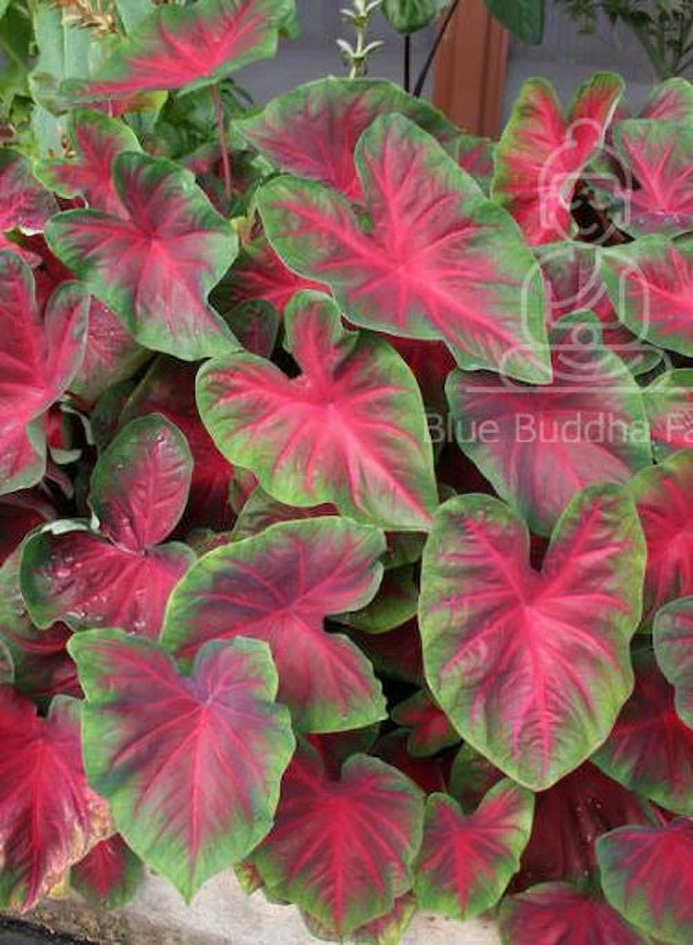 Blue Buddha Farm: Blaze Caladium (2 Bulbs) - Easy to Grow Indoor or ...