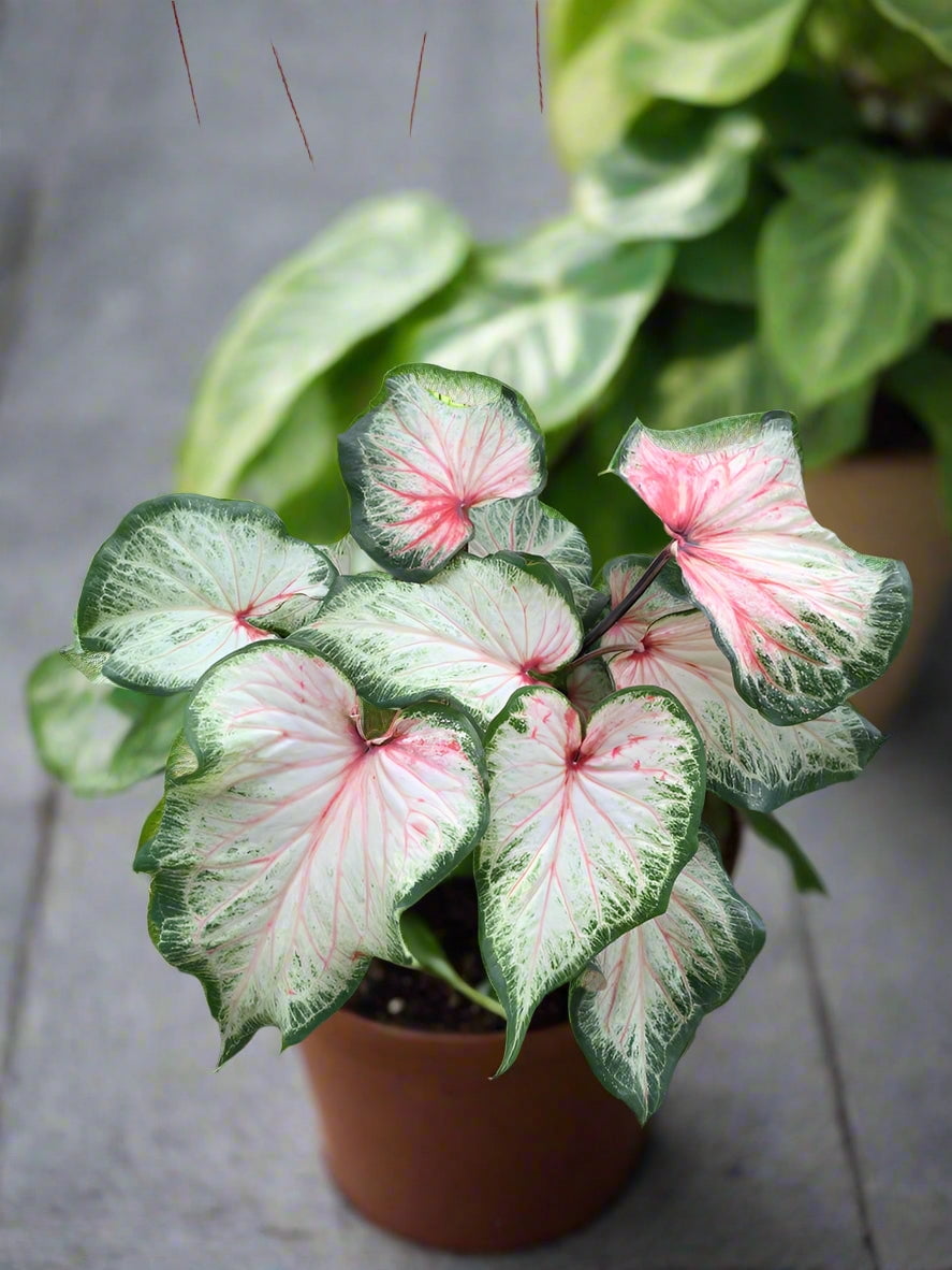 Blue Buddha Farm: Bold and Beautiful Caladium (2 Bulbs) - Easy to Grow ...