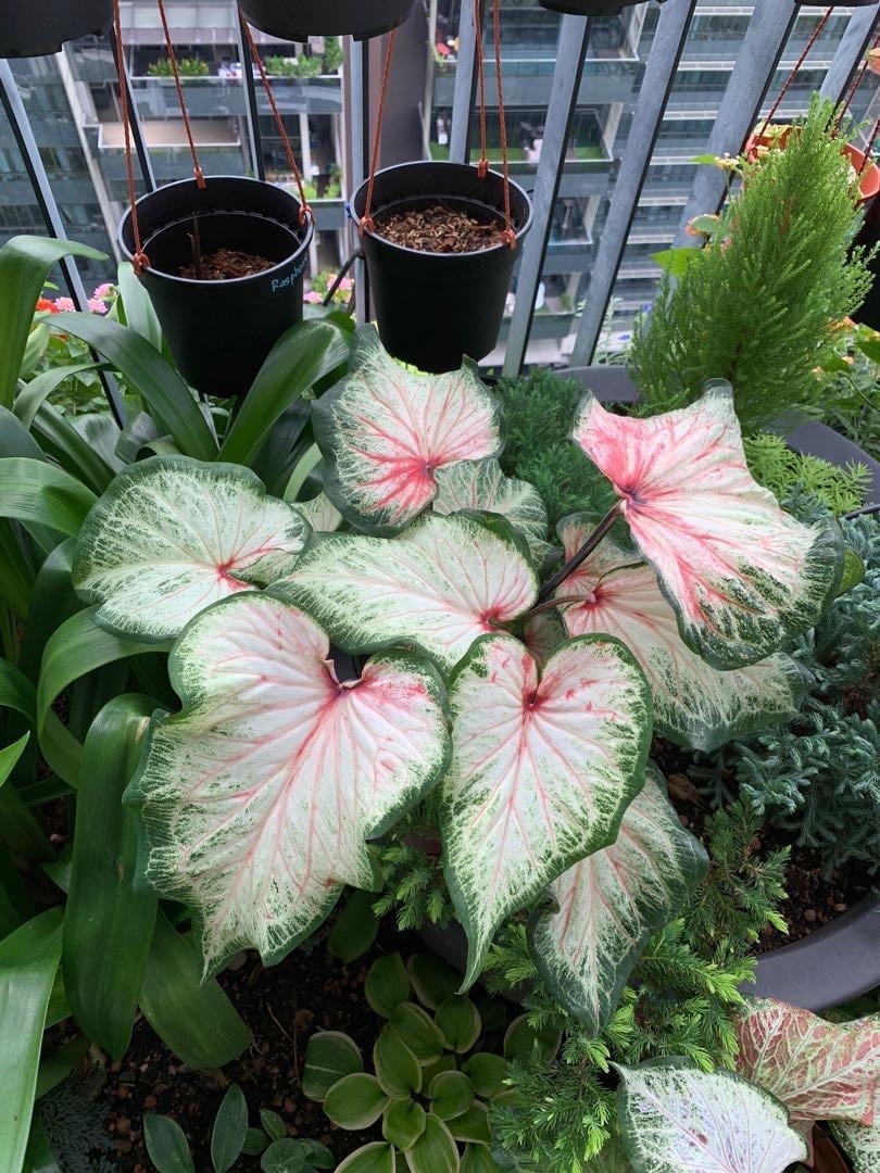Blue Buddha Farm: Bold and Beautiful Caladium (2 Bulbs) - Easy to Grow ...