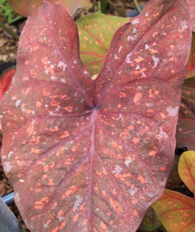 Blue Buddha Farm: Burning Heart Caladium (2 Bulbs) - Easy to Grow ...