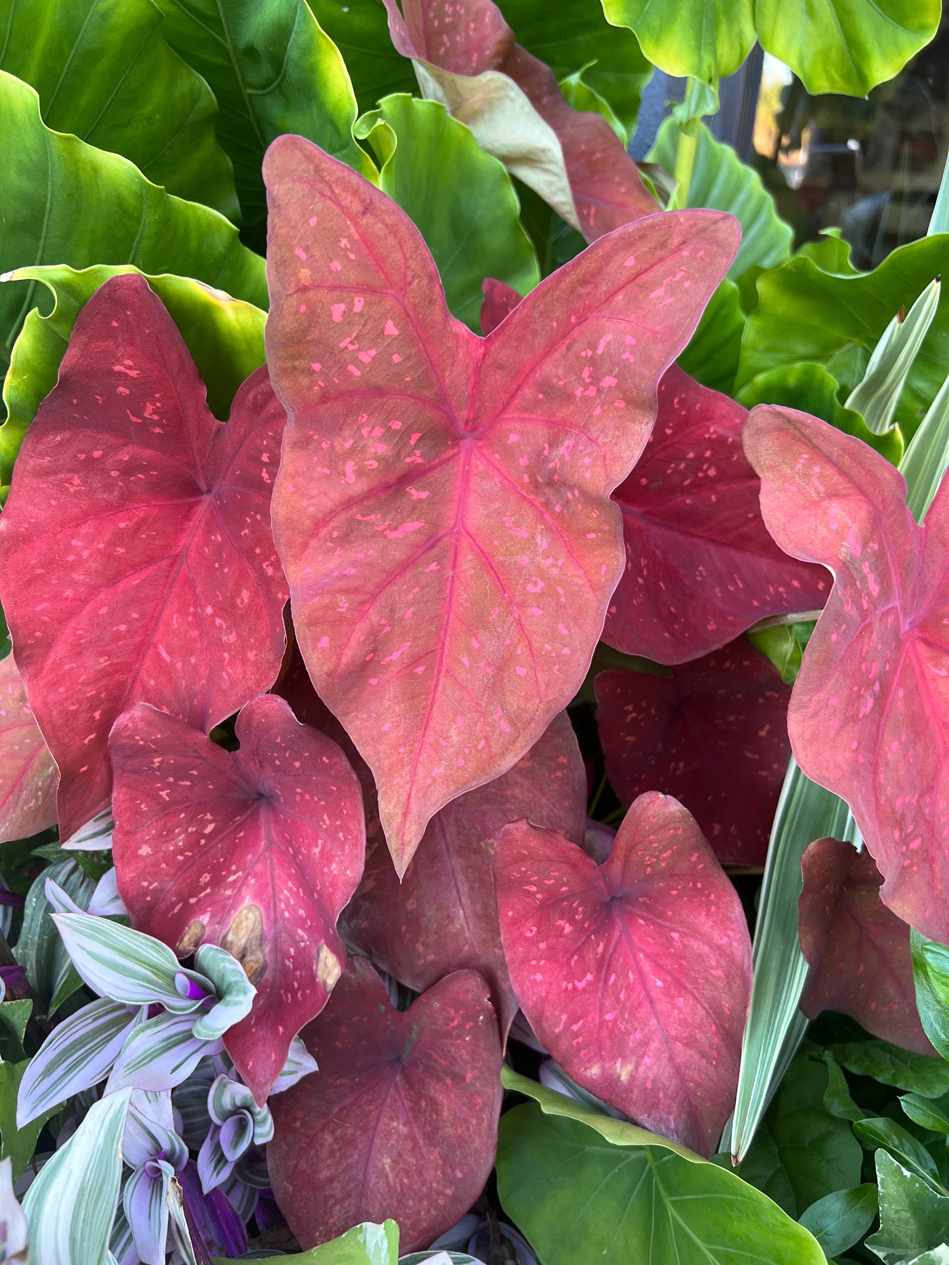 Blue Buddha Farm: Burning Heart Caladium (2 Bulbs) - Easy to Grow ...