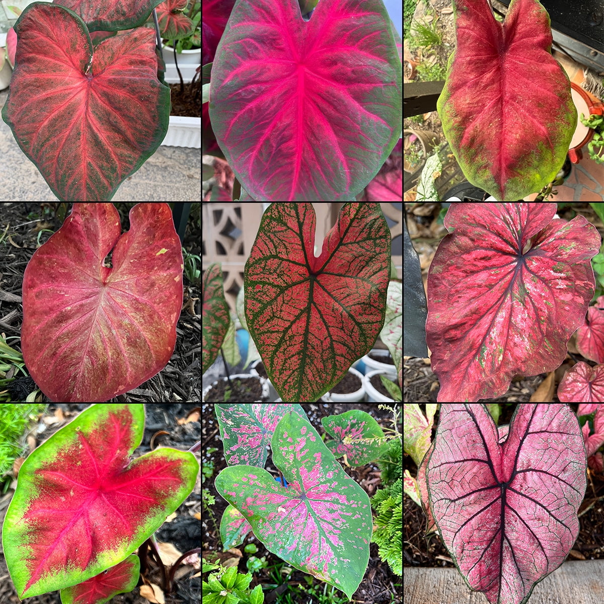 Blue Buddha Farm: Caladium Red Mix (All Red Varieties)-12 Bulbs - Easy ...