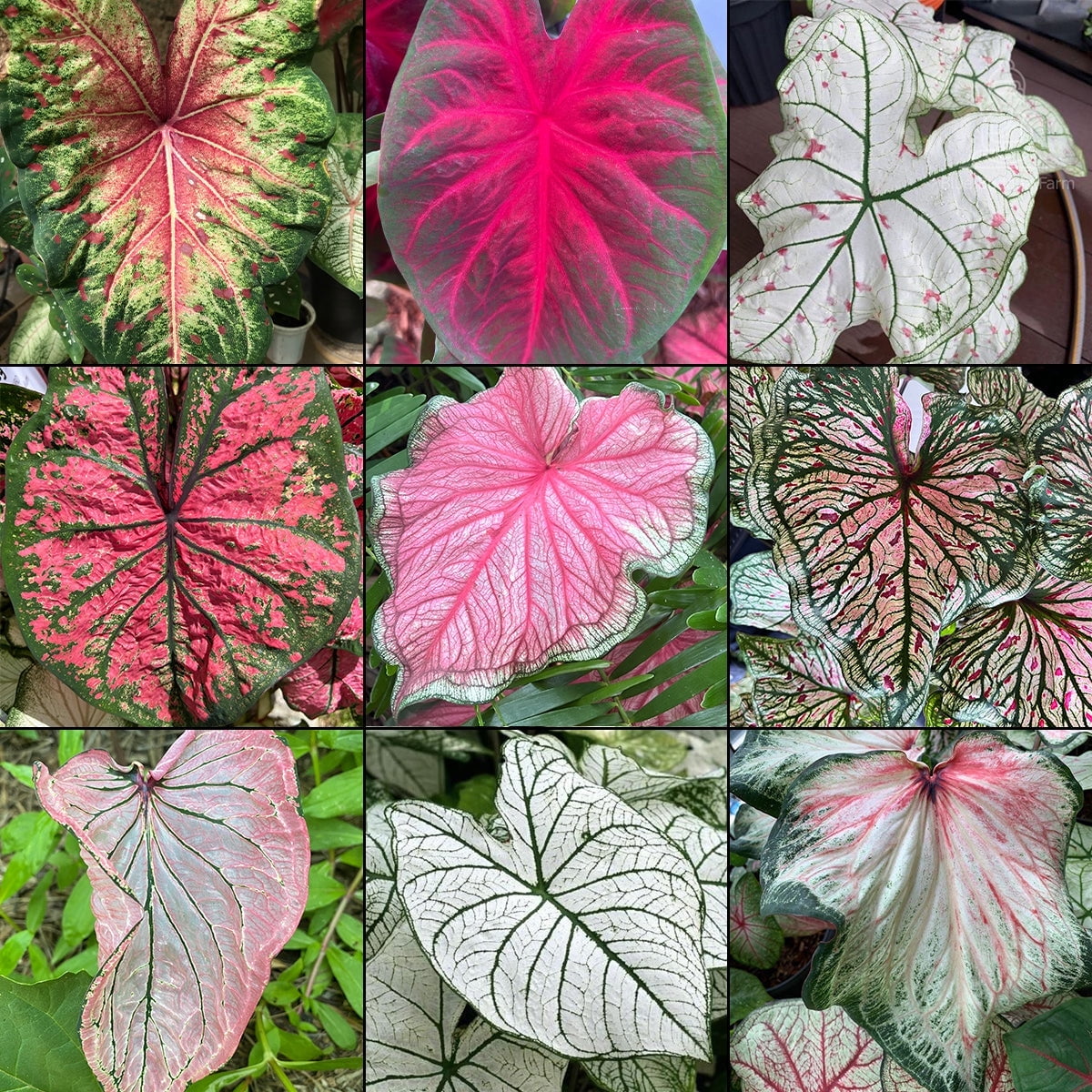 Blue Buddha Farm: Caladium Variety Mix (Random Mix of Bulbs)-5 Bulbs ...