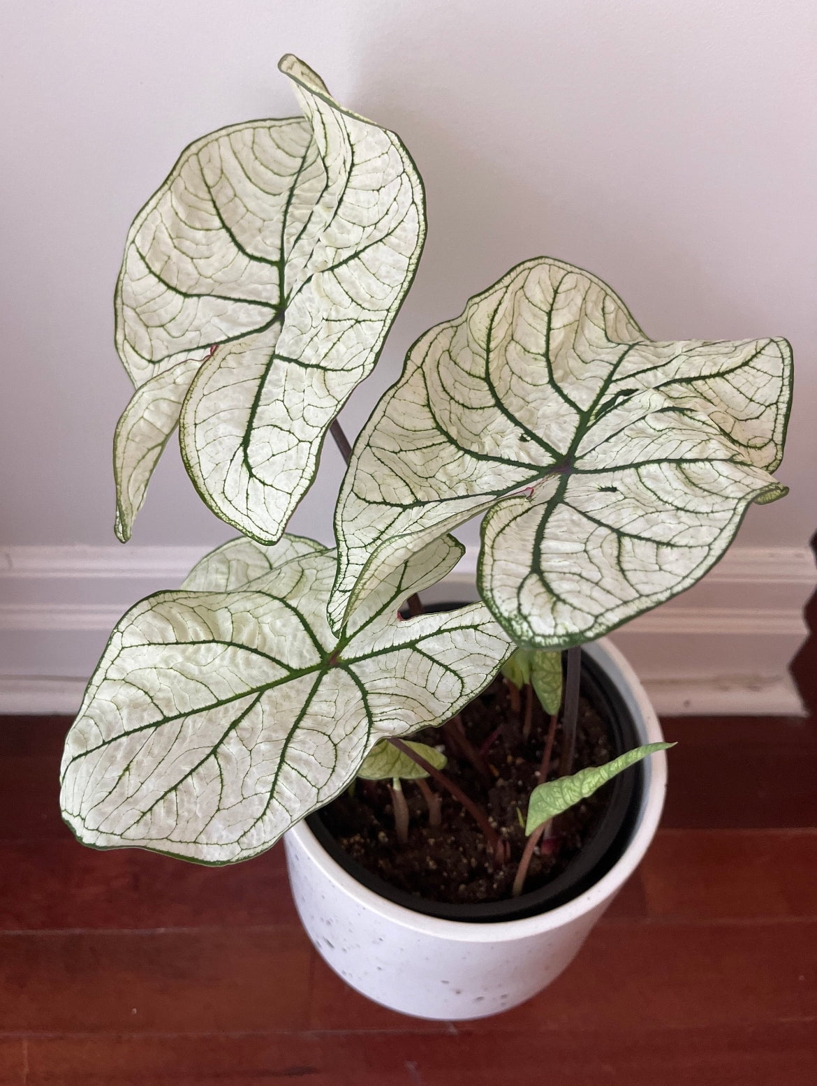 Blue Buddha Farm: Candidum Jr Caladium (2 Bulbs) - Easy to Grow Indoor ...