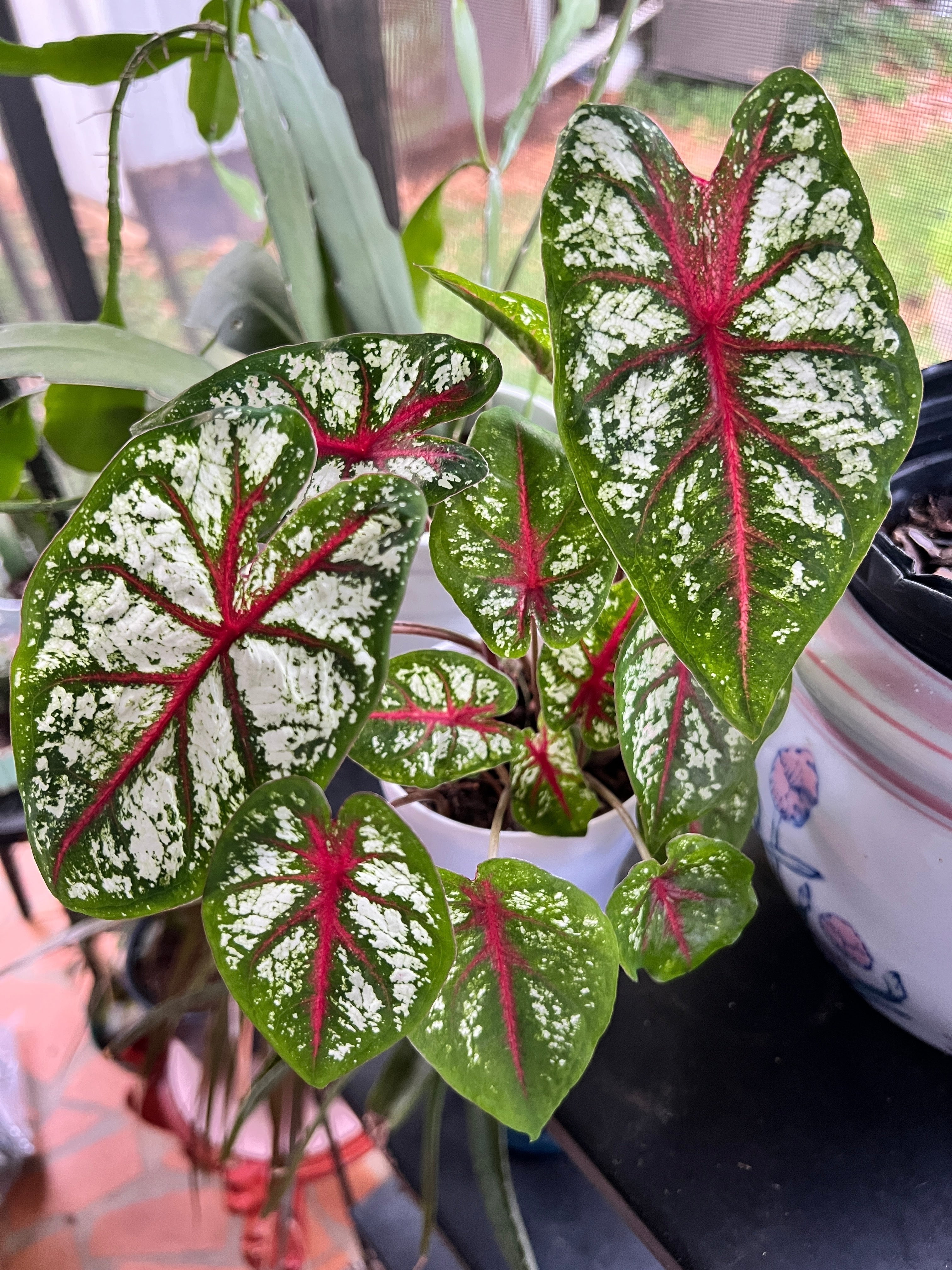 Blue Buddha Farm: Carousel Caladium (2 Bulbs) - Easy to Grow Indoor or ...