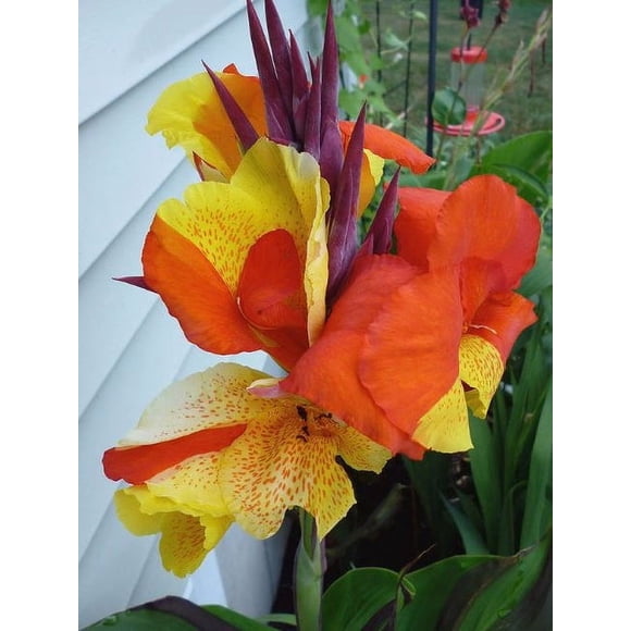Canna Lily Bulbs in Plant Bulbs - Walmart.com