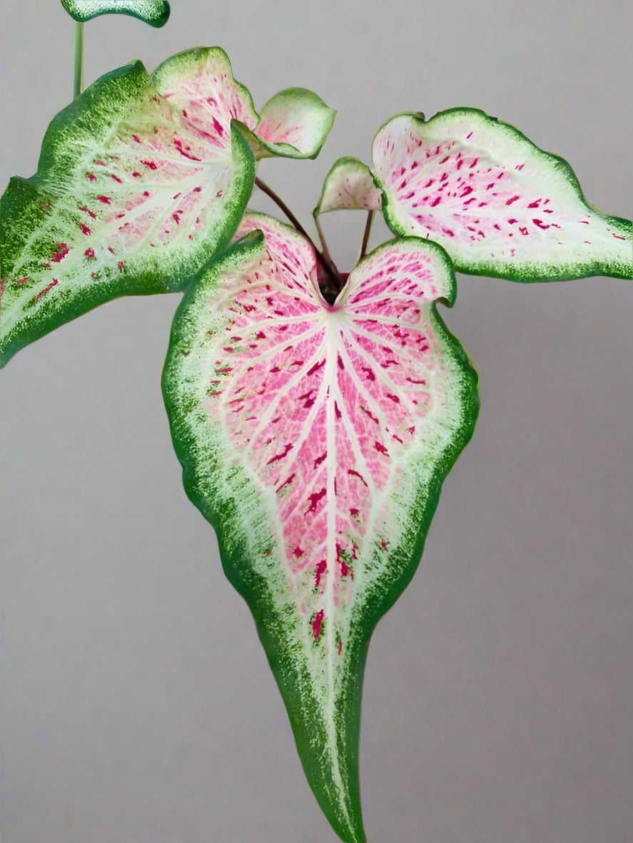 Blue Buddha Farm: Daydreamer Caladium (2 Bulbs) - Easy to Grow Indoor ...
