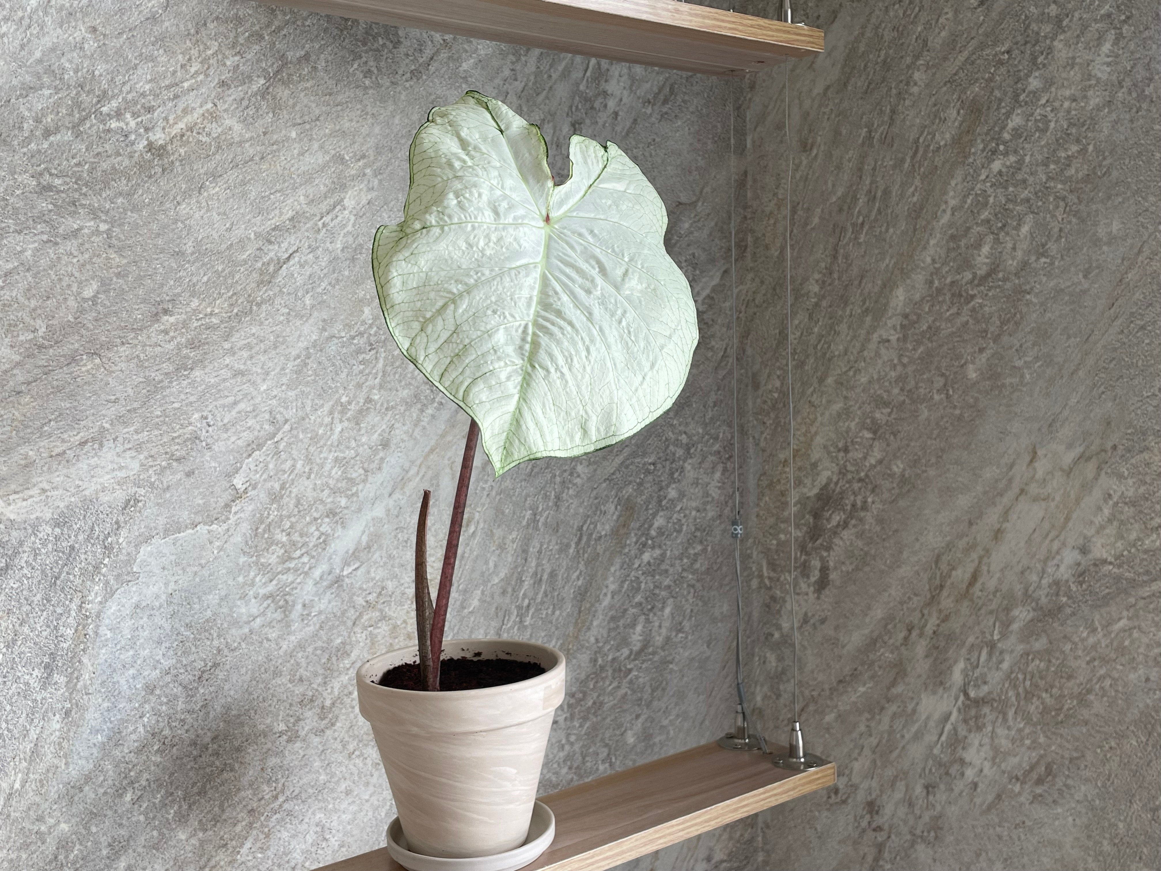 Blue Buddha Farm: Florida Moonlight Caladium (2 Bulbs) - Easy to Grow ...