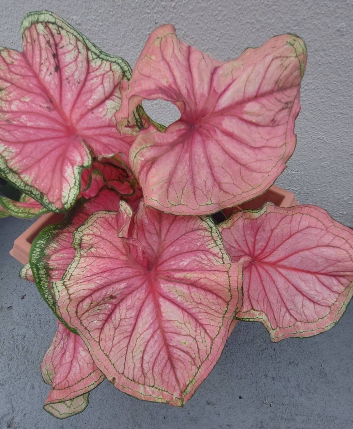 Blue Buddha Farm Florida Sweetheart Caladium Bulbs, Pink and Green ...